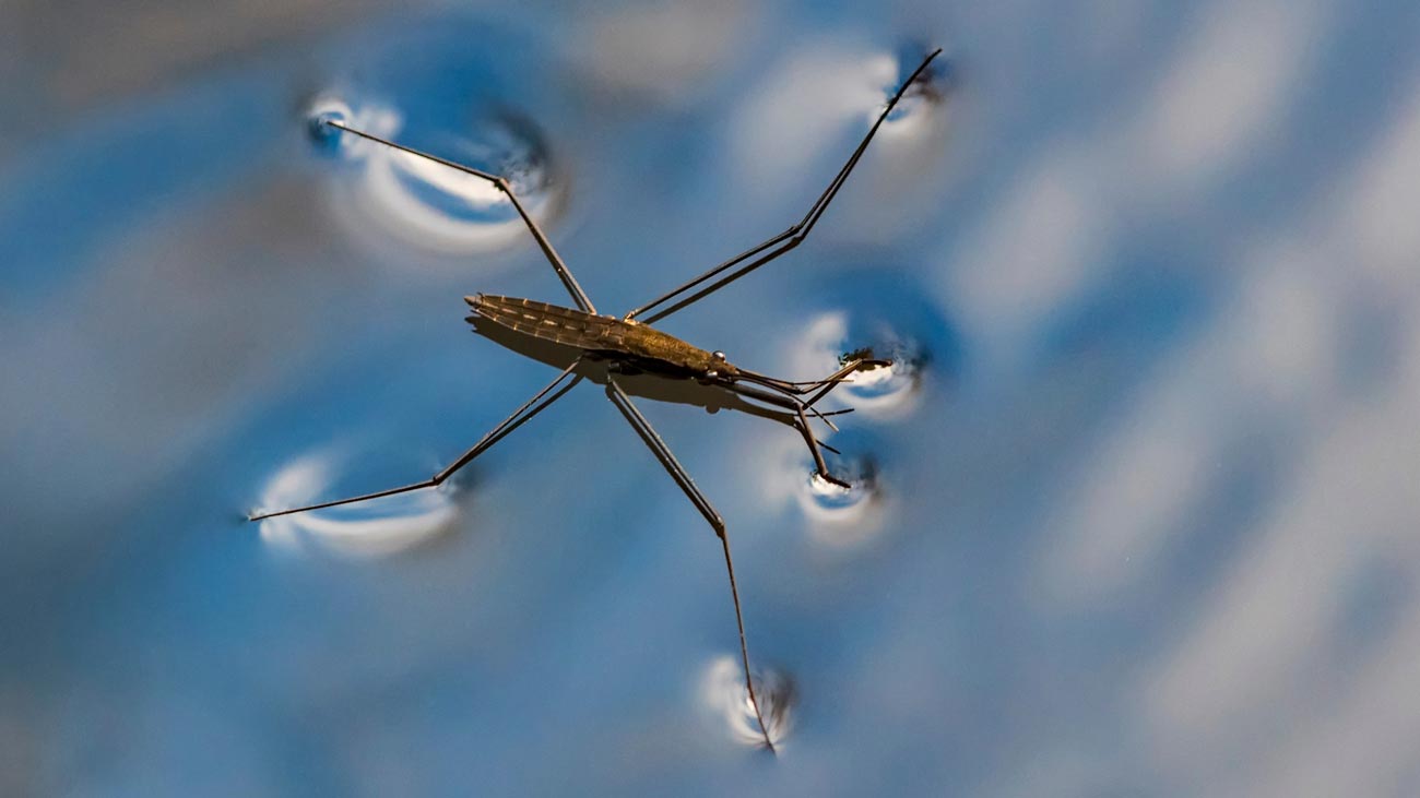 Surface Tension: Definition, Measurement & Units | DataPhysics Instruments